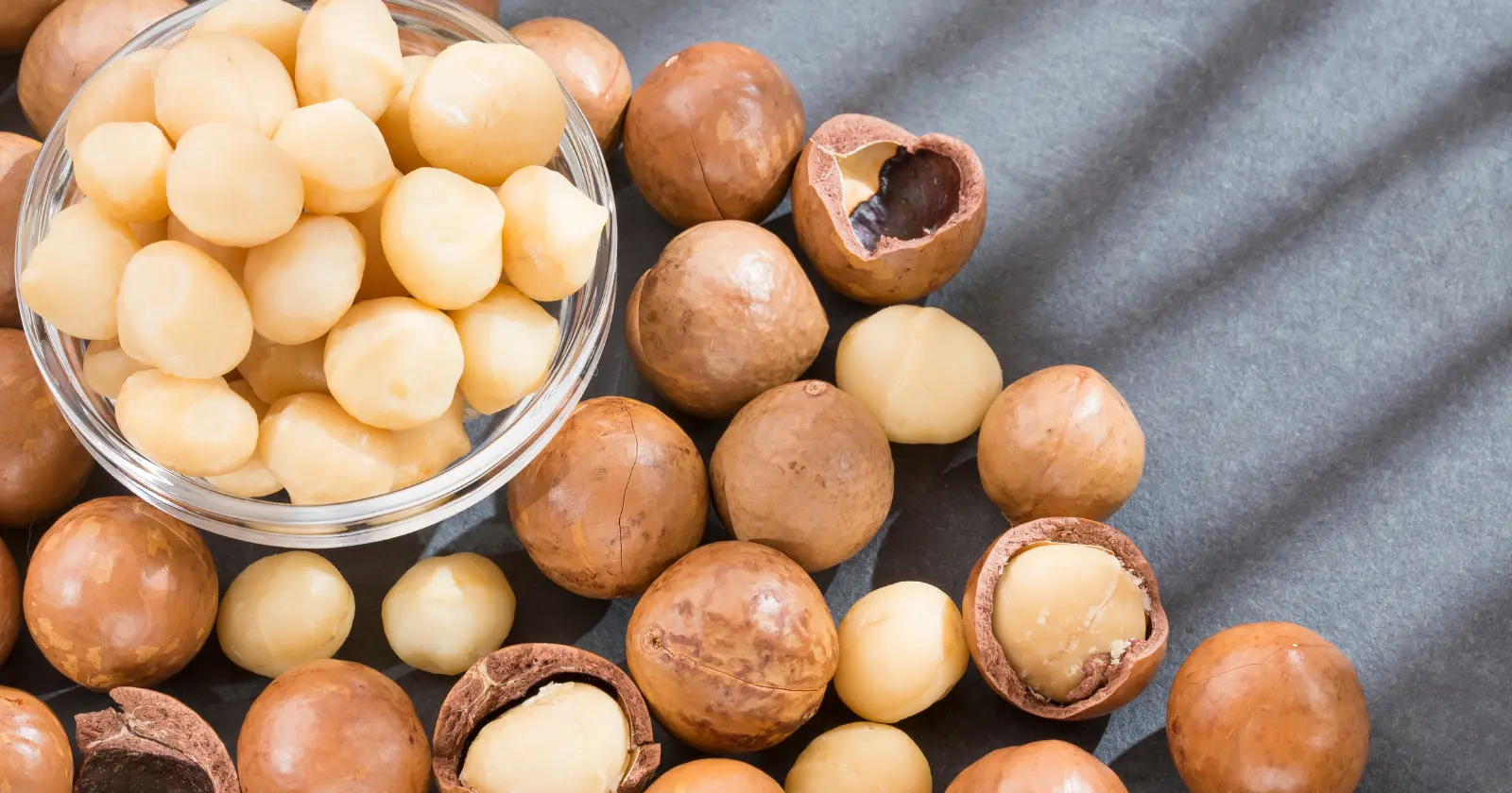 Peut-on donner des noix de macadamia aux chats