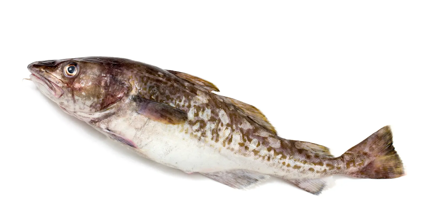 Peut-on donner du cabillaud au chien