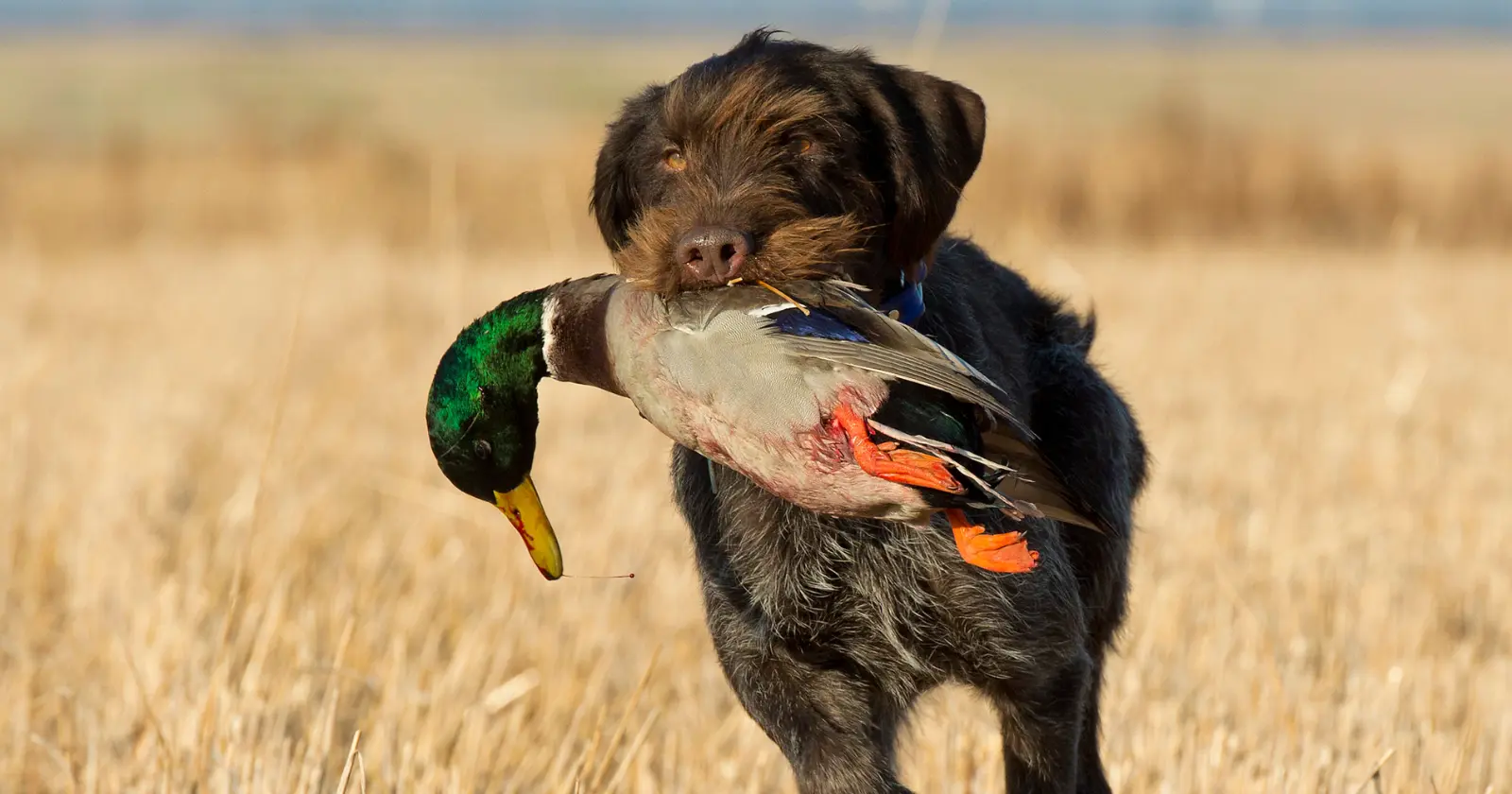 Peut-on donner du canard à un chien